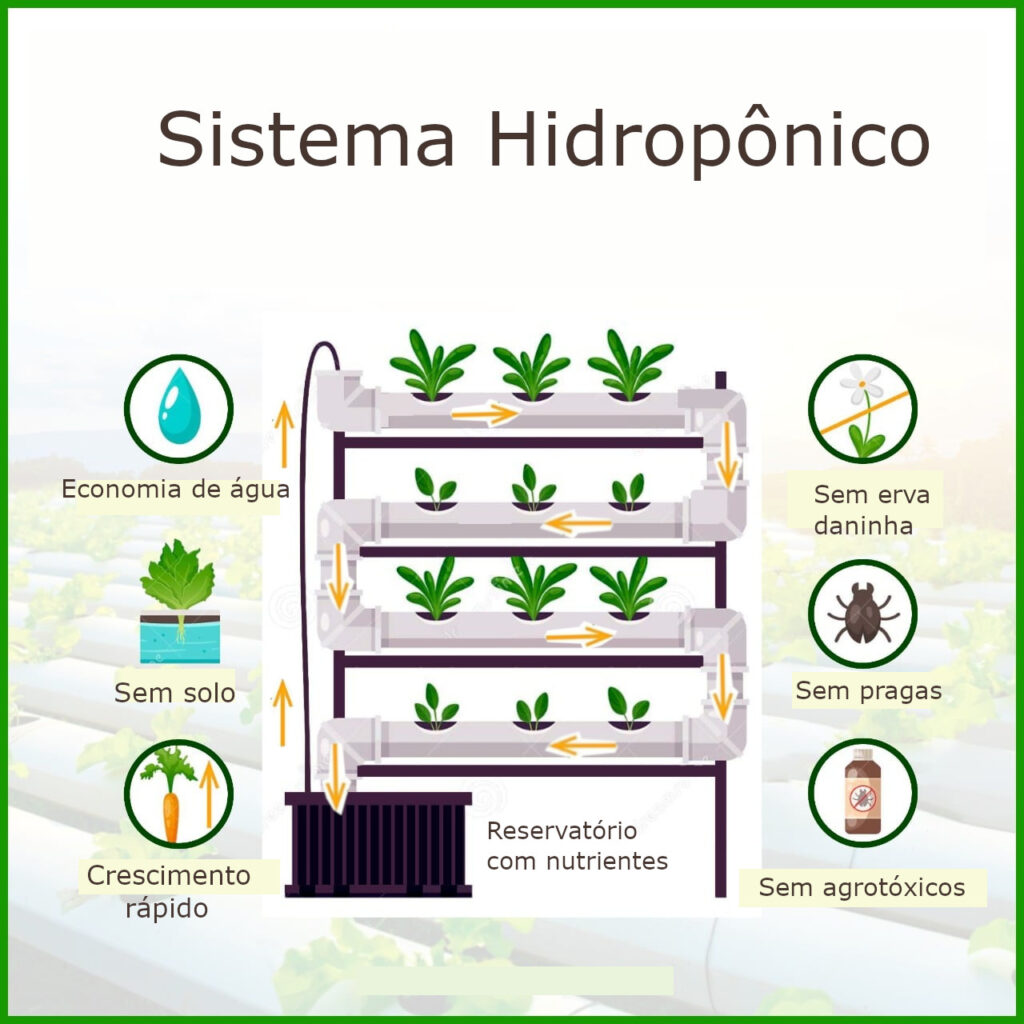 Hidroponia - Saiba tudo sobre o cultivo do futuro