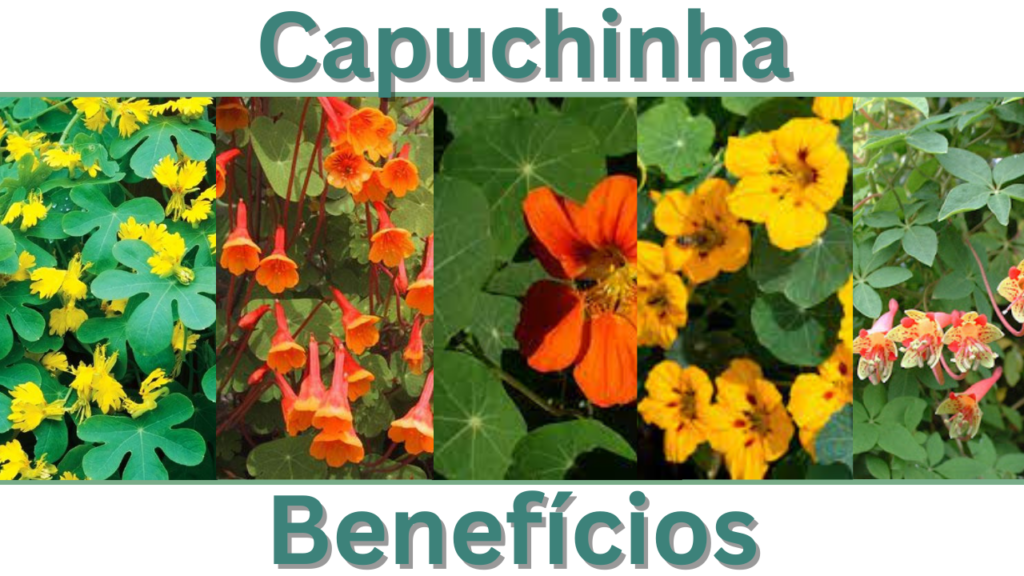 Capuchinha e seus benefícios